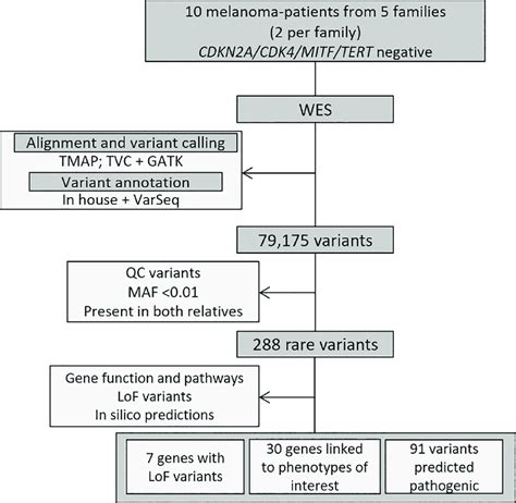 Diagram Of The Germline Sequencing Analysis And Variant Prioritization Download Scientific