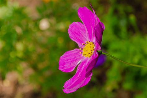 분홍색 가장자리와 노란색 센터가 있는 흰색 코스모스 플라워 1개 0명에 대한 스톡 사진 및 기타 이미지 0명 가든코스모스 개화기 Istock