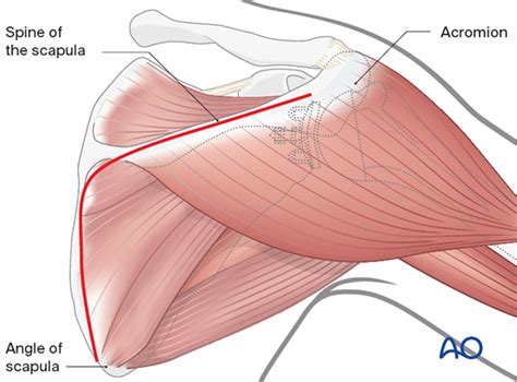 Superior Angle Of Scapula Level