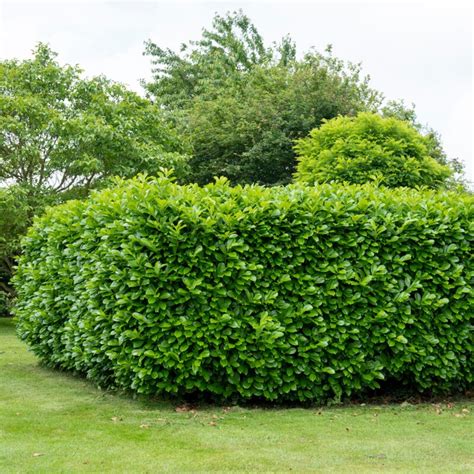 Cherry Laurel Hedging Prunus Laurocerasus Rotundifolia Roots Plants