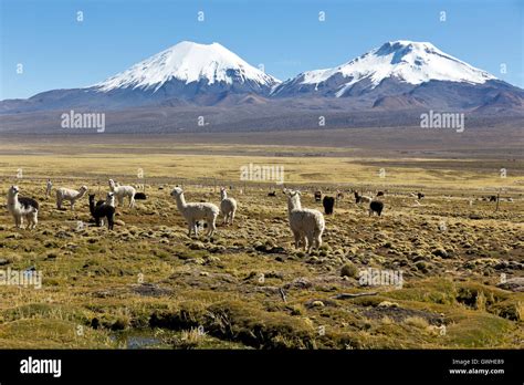 Landscape Of The Andes Mountains With Snow Covered Volcano In The