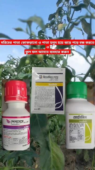 মরিচের পাতা কোকড়ানো ও পাতা হলুদ হয়ে ঝড়ে পড়া বন্ধ করতে মরিচ চাষ পদ্ধতি Agriculture কৃষি