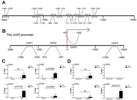 Cells Free Full Text Type I Interferon Activates Pd 1 Expression Through Activation Of The