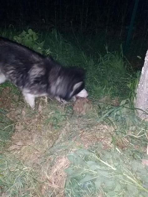 白天總怕它惹事不是咬雞就是掐羊的晚上帶你出來又發現只刺蝟 每日頭條