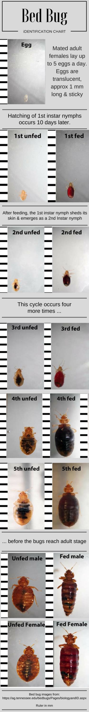Bed Bug Infestation Chart