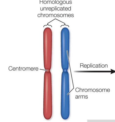 Biology Cell Cycle And Genetics Flashcards Quizlet