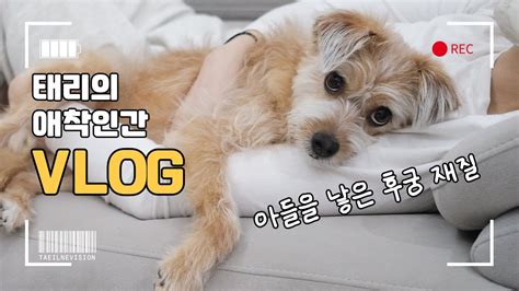 Vlogㅣ태리의 애착인간 집착일기♥💌ㅣ강아지도 사람도 조금 더 편해진 요즘ㅣ강아지사회성 기르기💫ㅣ유기견 성장일기ㅣ사지말고