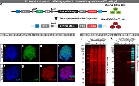 Rosa26 R26 Bira G3 Er And R26 Bira G3 Er Cre 3a Mouse Embryonic Stem Download Scientific