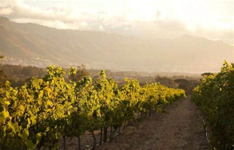 The Buyer Why Sas Journeys End Is So Much More Than Making Great Wines