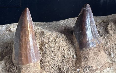 Partial Spinosaurus Jaw Is It Real How To Recognize Fossil Fabrications The Fossil Forum