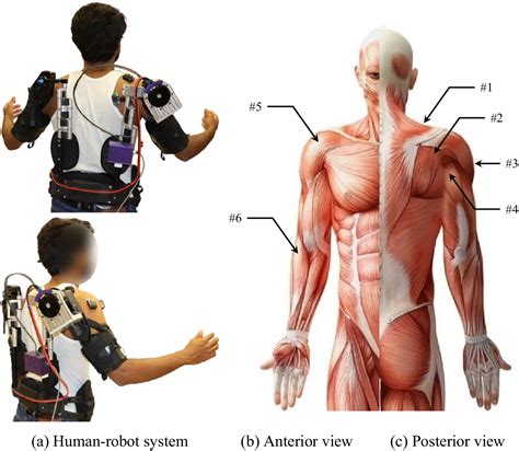 Evaluation Of A Machine Learning Driven Activepassive Upper Limb Exoskeleton Robot