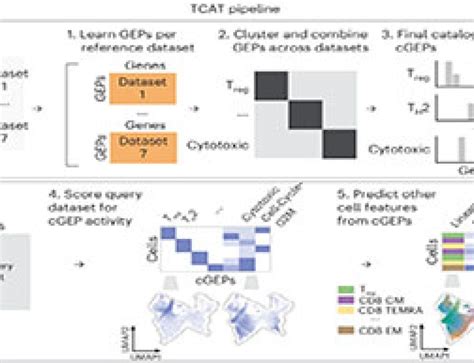 Scspace Reconstruction Of The Cell Pseudo Space From Single Cell Rna Sequencing Data Rna Seq
