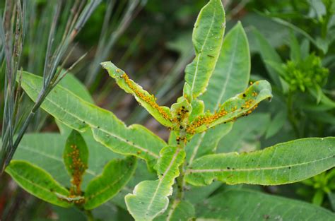 How To Get Rid Of Aphids On Milkweed Save Our Monarchs