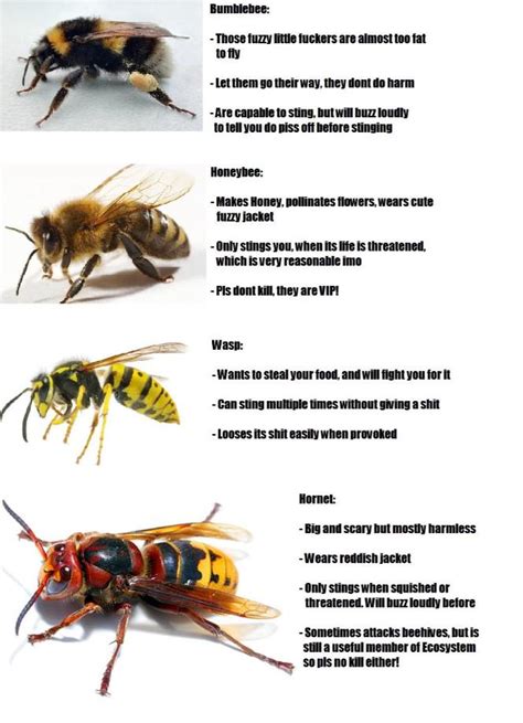 Wasps And Hornets Bees Wasps Hornets Yellow Jackets — Whats The