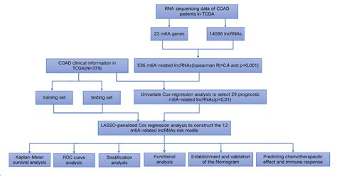 Figure 1 From Identification Of An M6a Related Long Noncoding Rna Risk