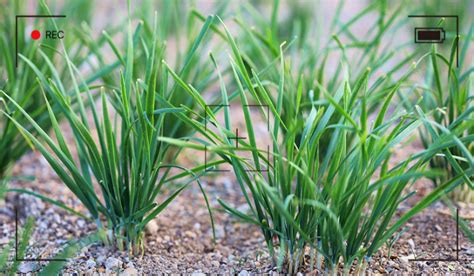 쪽파 심는 시기 놓치지 마세요 초보자도 쉽게 따라 하는 쪽파 심기