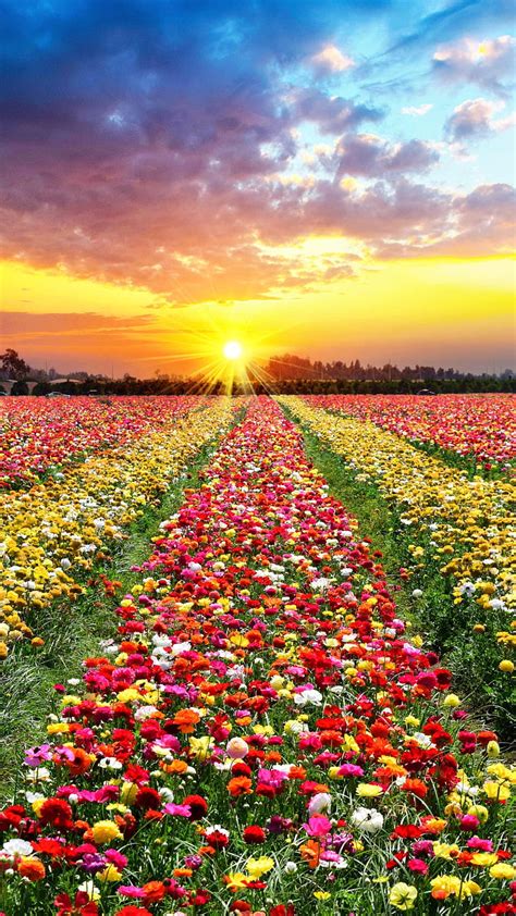 Beautiful Scenery Pictures Flowers Images Images
