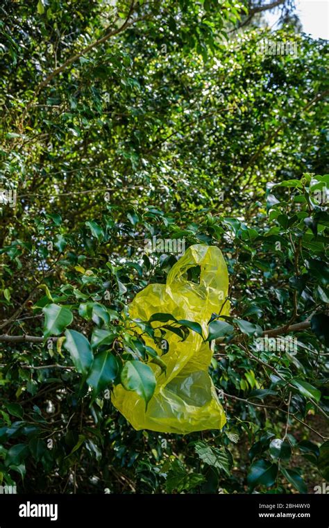 Plastic Bag Tree Hi Res Stock Photography And Images Alamy