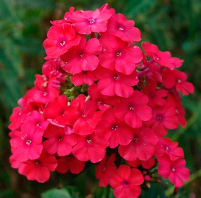 Самые красивые сорта флоксов - метельчатый Мисс Мэри l Русские Семена ...