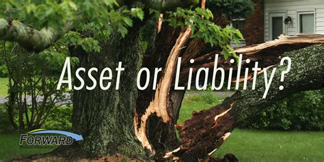 Protect Your Home From Falling Trees