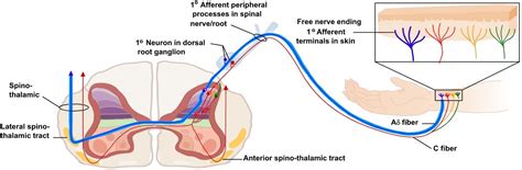 Know Your Spinal Cord The Spinotectal Tract Lunatic Laboratories