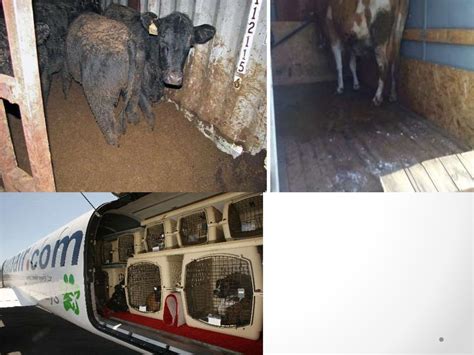 Судебно-ветеринарная экспертиза вопросов борьбы с инфекционными ...