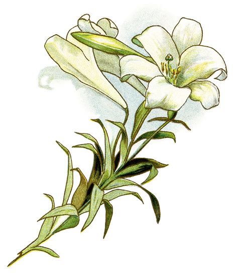 Free Lily Cliparts Download Free Lily Cliparts Png Images Free
