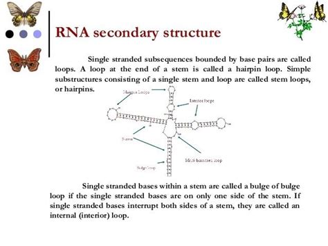 Nucleic Acid Secondary Structure Alchetron The Free Social Encyclopedia