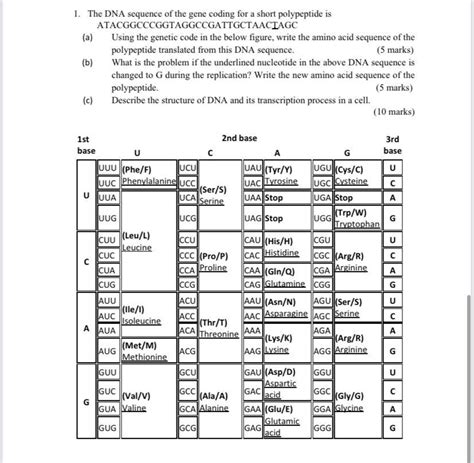 Solved The DNA Sequence Of The Gene Coding For A Short Chegg