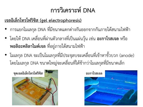 พันธุศาสตร์และเทคโนโลยีทาง Dna Tathathai Gn หน้าหนังสือ 24 พลิก Pdf ออนไลน์ Pubhtml5