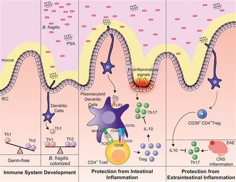 Bacteroides Fragilis Likely Produces Which Of The Following