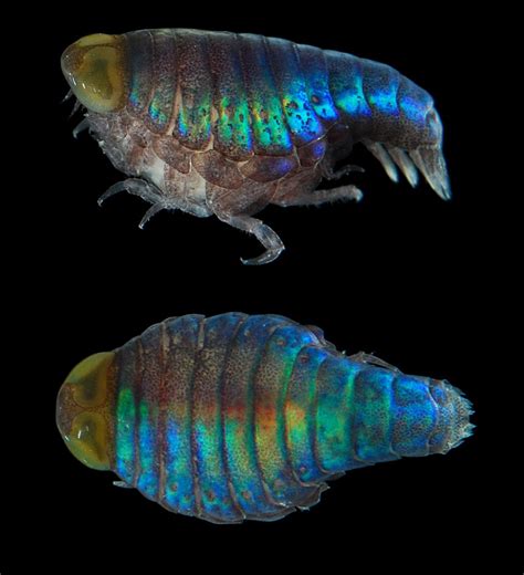 Iridescent Hyperiid Amphipod Euthamneus Cf Rostratus Crustaceans