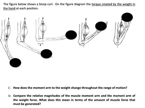Solved The Figure Below Shows A Bicep Curl On The Figure Solved The Figure Below Shows A Bicep Curl On The Figure