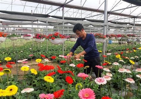 Diverse And Effective Agricultural Extension Models Developed In Hanoi