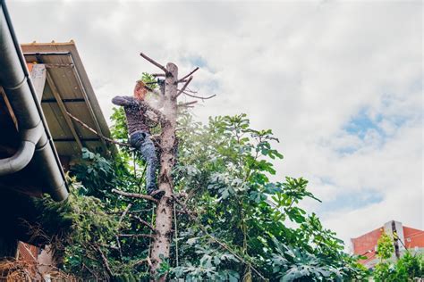 Benefits Of Tree Cutting Services For Property Maintenance