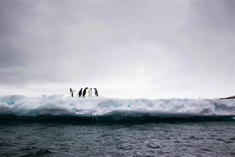 Penguin Population Data Mapppd — Oceanites