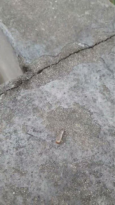 애벌래 구독좋아요 필수 Youtube