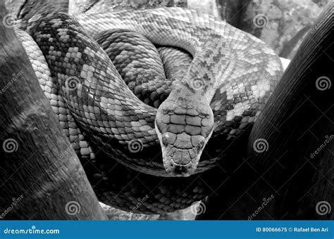 Pythonidae Python蛇 库存图片 图片 包括有 结构树 野生生物 敌意 通配 本质 80066675