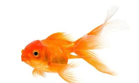 在饲养金鱼时，金鱼的外形有什么特征你们知道吗？（上）