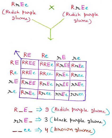 Non Allelic Gene Interactions With Examples Complementary Genes