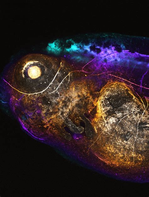 Ai Powered Pythia Tool Revolutionizes Precision In Crispr Gene Editing