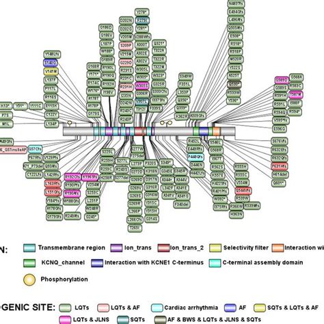 The Common Pathogenic Mutants Of Kcnq1 Gene In Clinvar Database