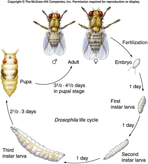 Drosophila Melanogaster