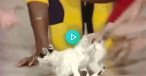 I Know We Love Our Cat Tax But You Should Probably Just Downvote This