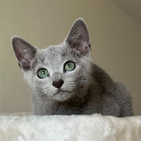 Russian Blue Cats For Sale Buy Healthy Purebred Russian Blue Kittens