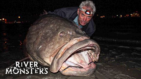 Jeremy Wade Catches A Huge 250lbs Queensland Grouper By Accident