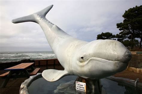 20 Reasons To Love Depoe Bay Whale Watching Capital Of The Oregon Coast