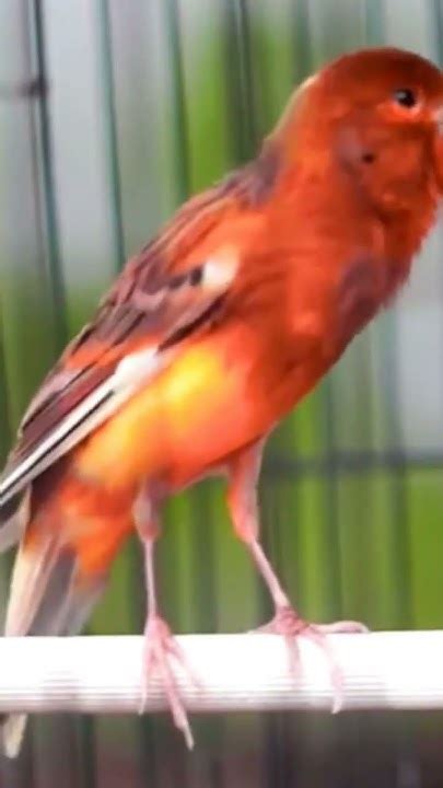 طائرالكناري კანარი ჩიტი کینری برڈ कैनरी पक्षी Канар куш Kanarya Qush Канар құс Burung