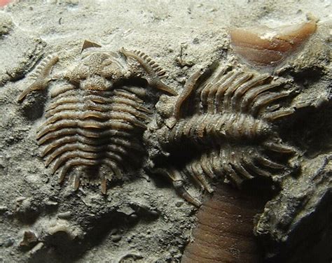 Multiple Rare Spiny Ordovician Trilobites Primaspis Crosotus From Ohio