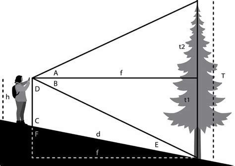 Geometry Used In Go Trees To Calculate Tree Height Download Scientific Diagram Geometry Used In Go Trees To Calculate Tree Height Download Scientific Diagram